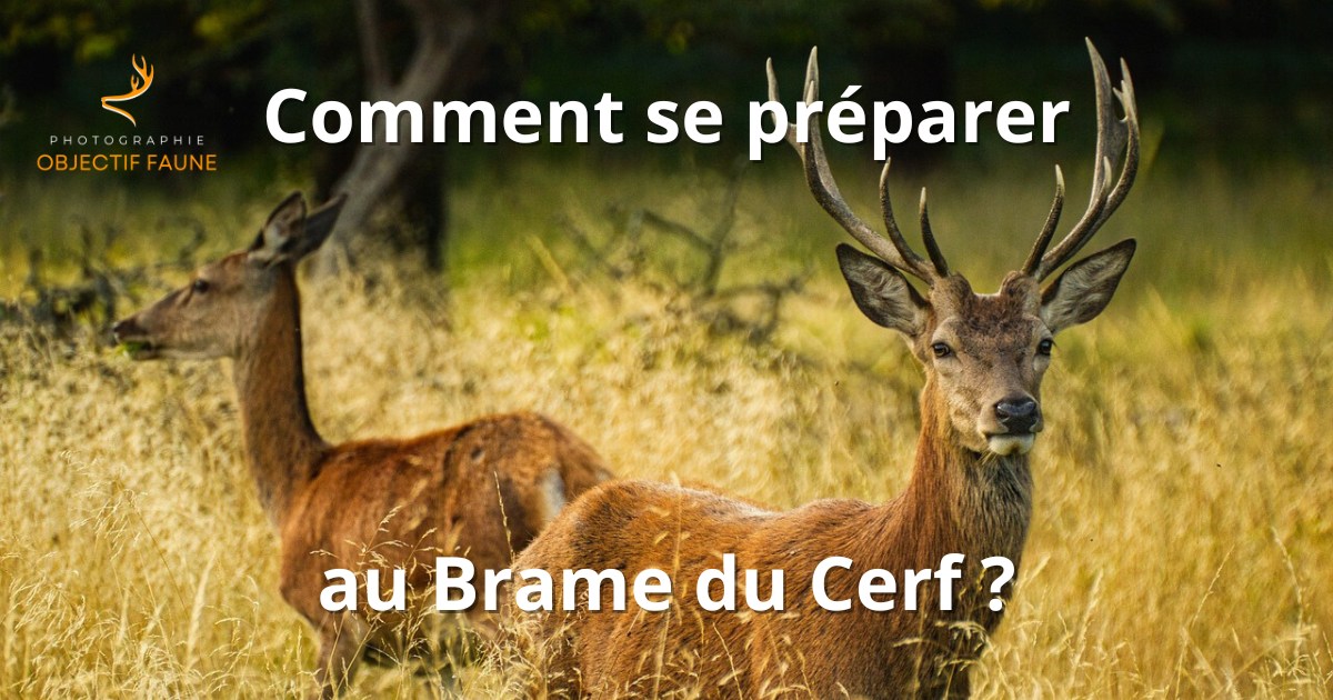 Le brame du Cerf : Comment se préparer à vivre pleinement ce rut