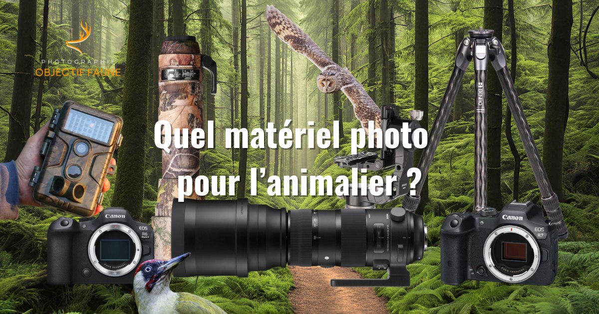 Quel matériel photo pour l'animalier ? Trouvez votre combo parfait